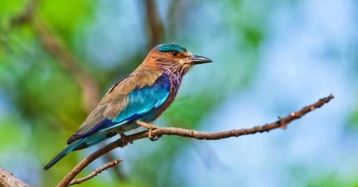 MP Wildlife Pench Kanha Bandhavgarh National Parks Tour Package- FabMyTrip